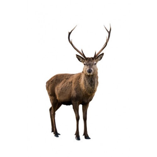 Red Deer / Venison